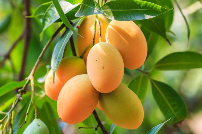 Home - gulfgardens |plant exporters in Thailand