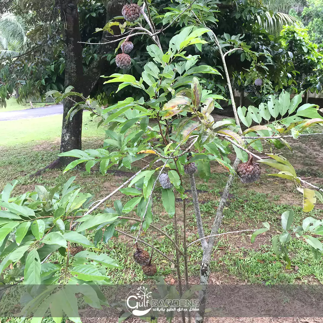 شجرة القشطة - Gulf Gardens
