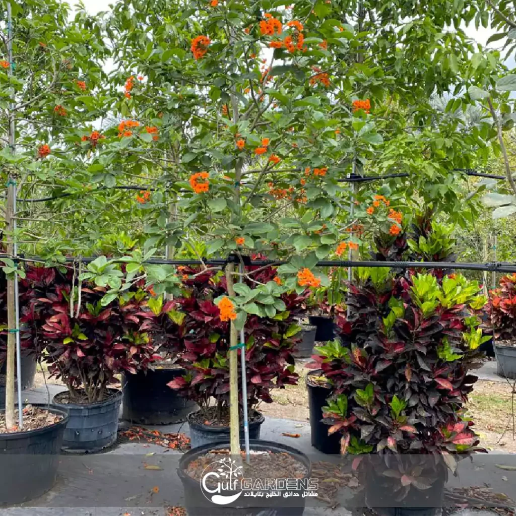 Scarlet cordia tree - gulfgardens