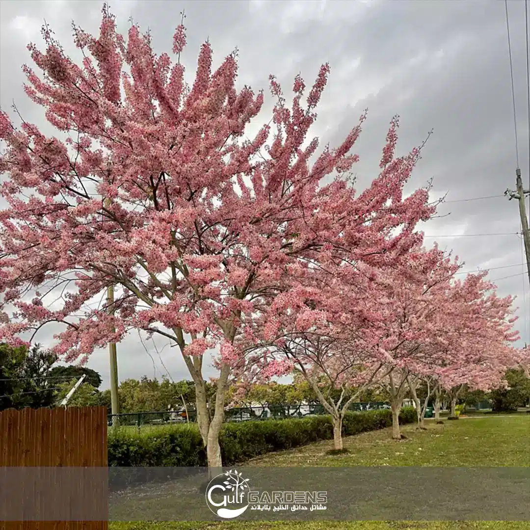 Cassia Nodosa | Gulf Gardens