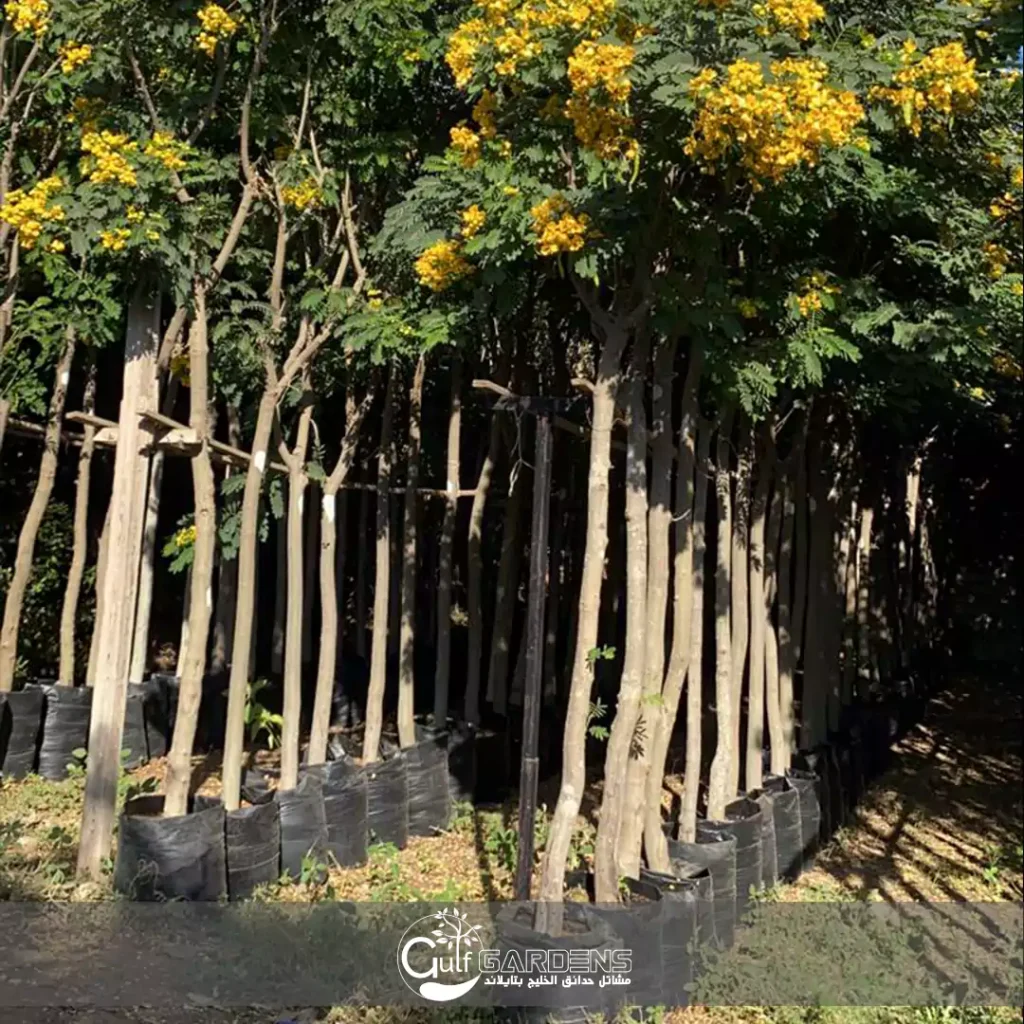 Cassia Tree Cassia Surattensis (Golden Senna Singapore Shower