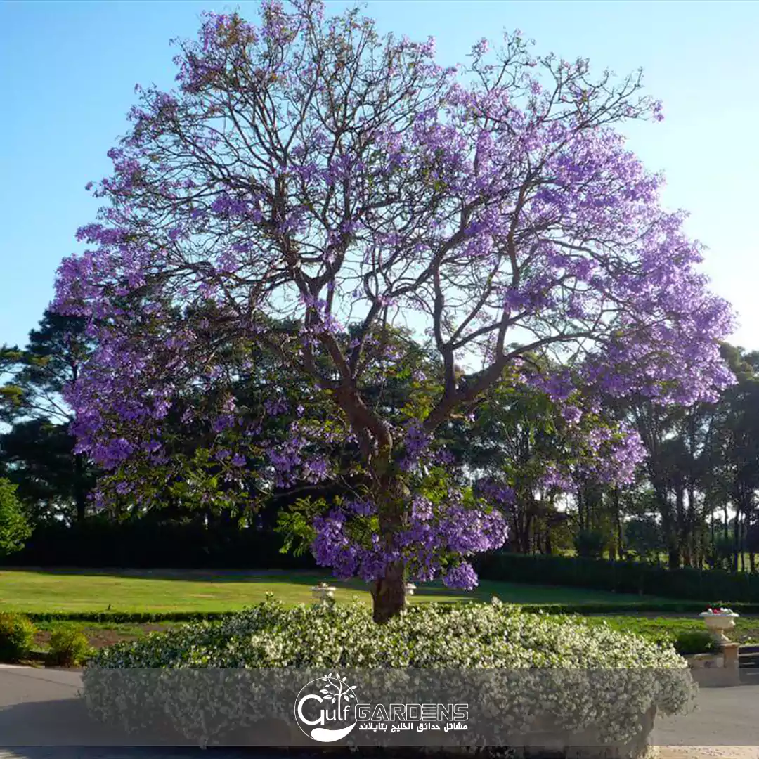 Jacaranda | Gulf Gardens