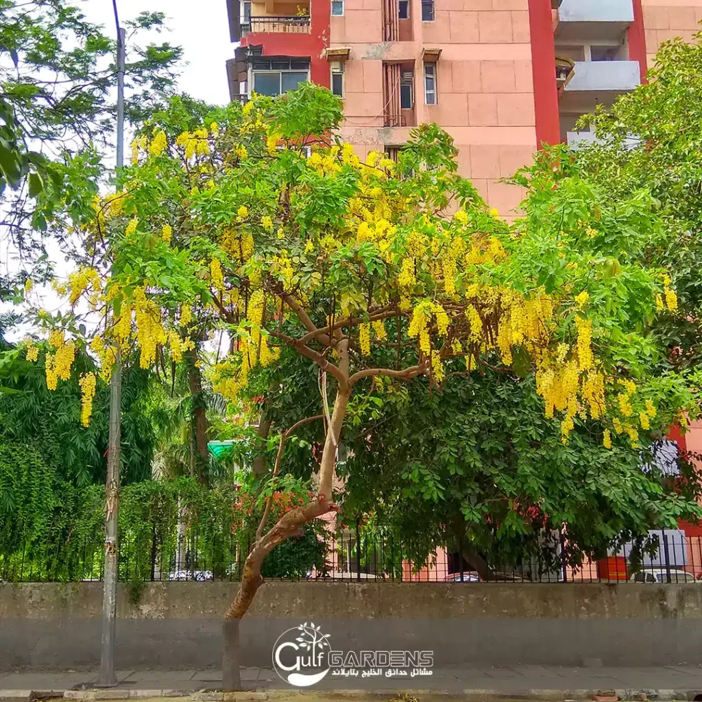 Cassia fistula - gulfgardens