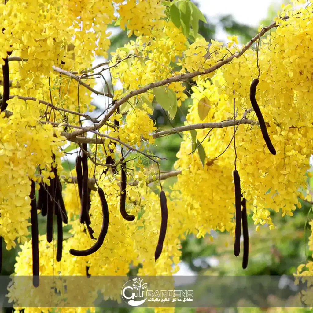 Cassia fistula - gulfgardens