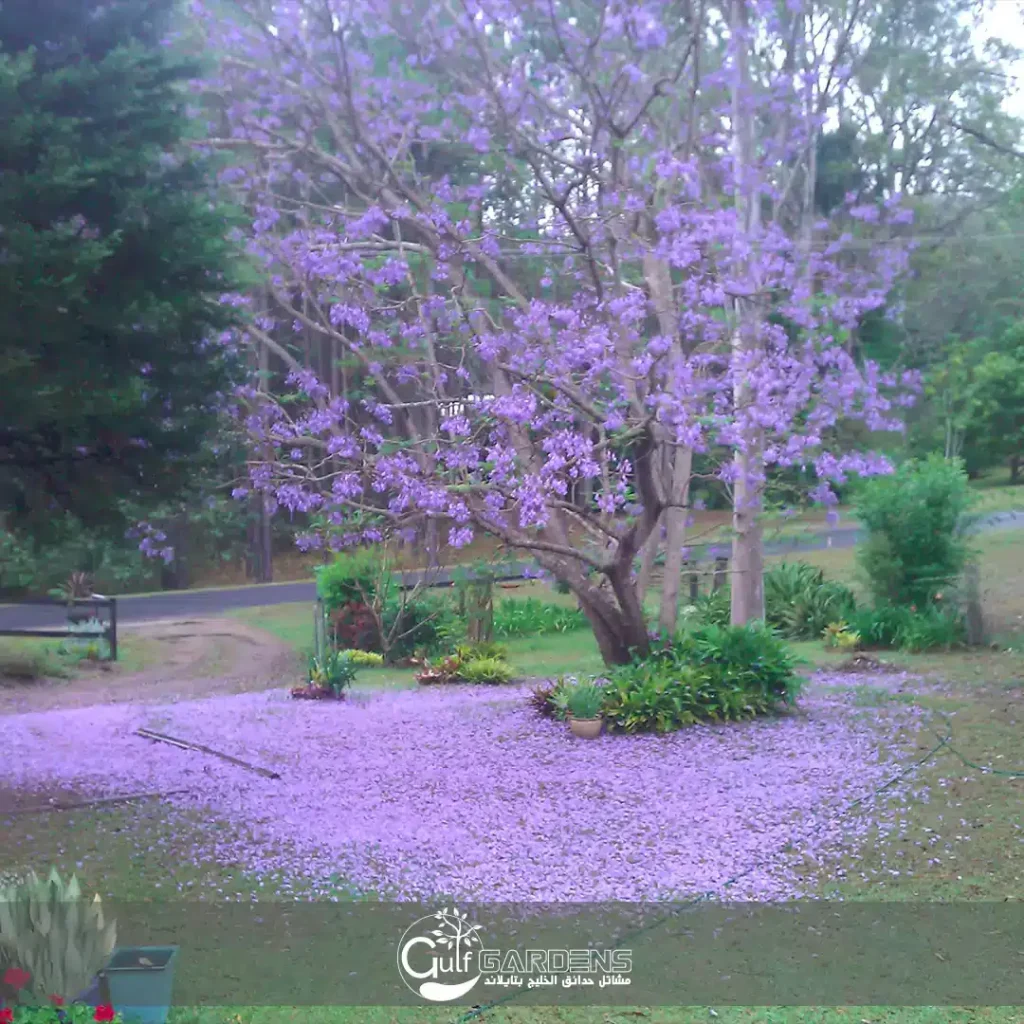 Jacaranda - gulfgardens