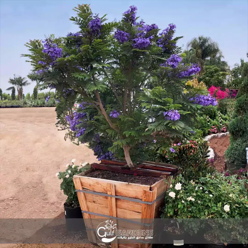 Jacaranda - gulfgardens