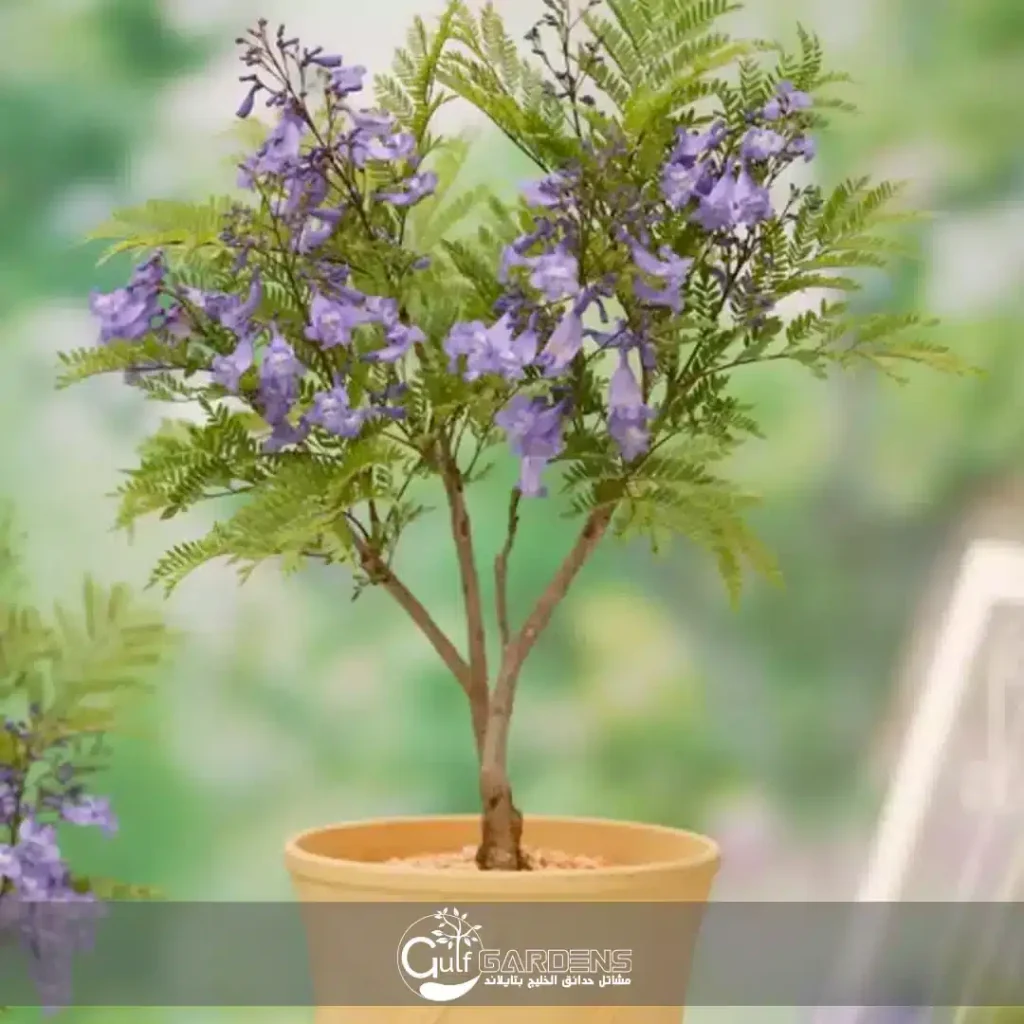 Jacaranda Mimosifolia Problems