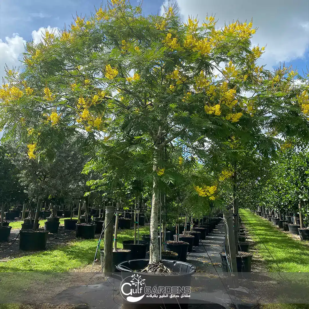 Peltophorum Pterocarpum - gulfgardens