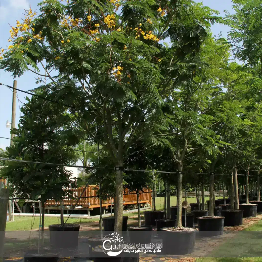 Peltophorum Pterocarpum - gulfgardens