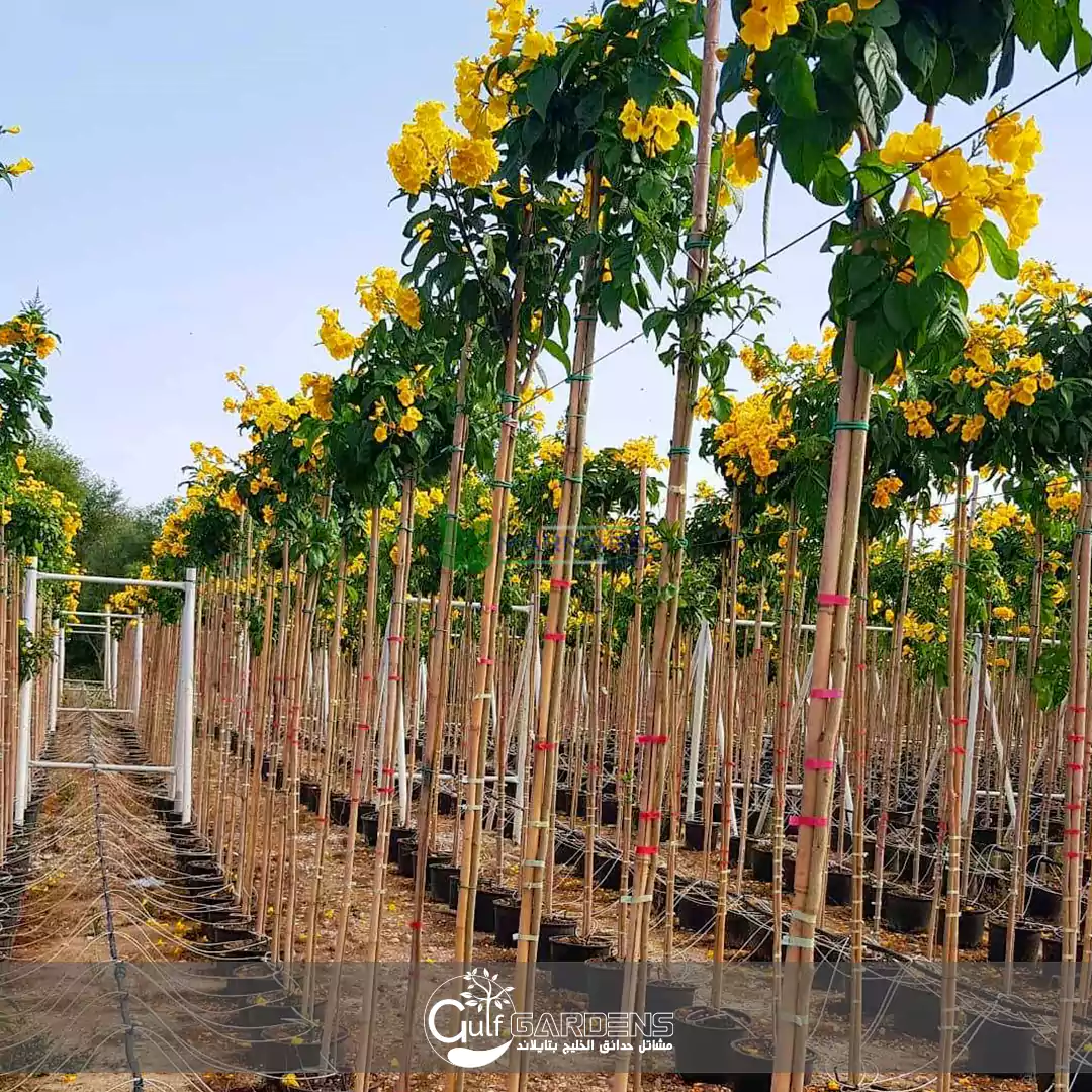 Tecoma stans - gulfgardens