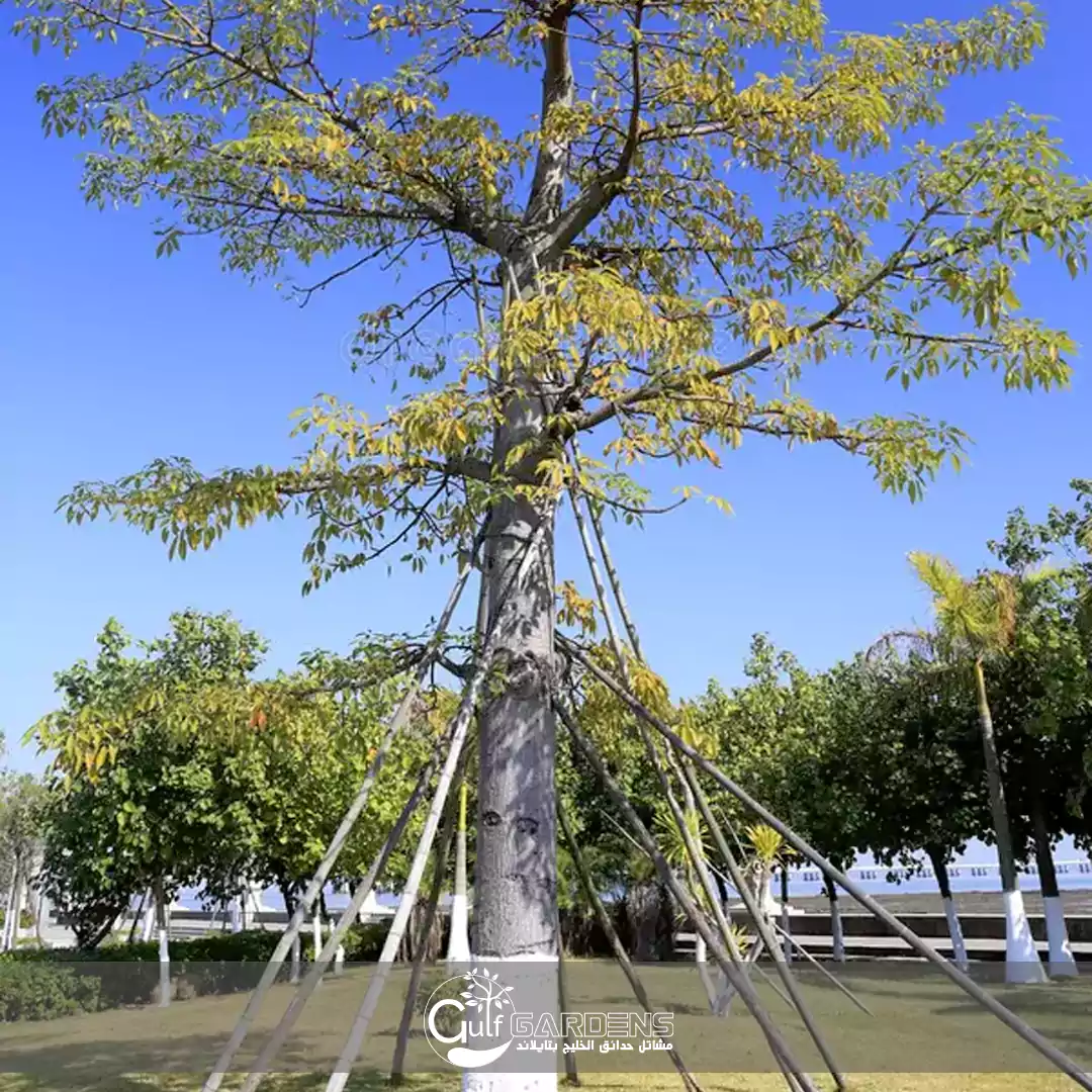 Bombax ceiba (red silk cotton tree) - gulfgardens