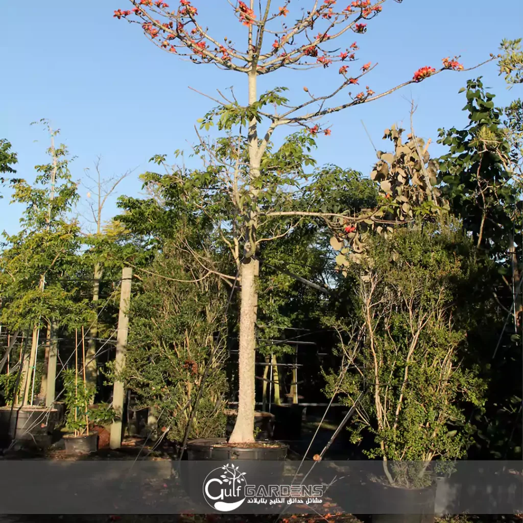 Bombax ceiba (red silk cotton tree) - gulfgardens