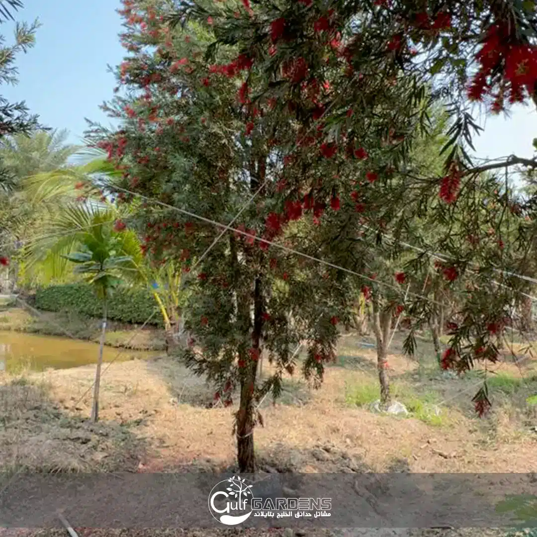 callistemon viminalis | Gulf Gardens