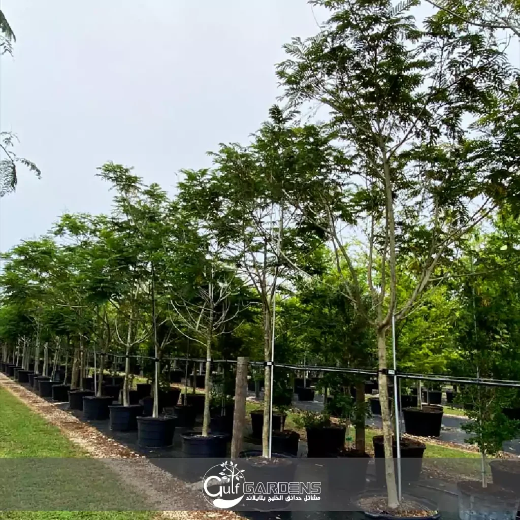 Peltophorum Pterocarpum - gulfgardens