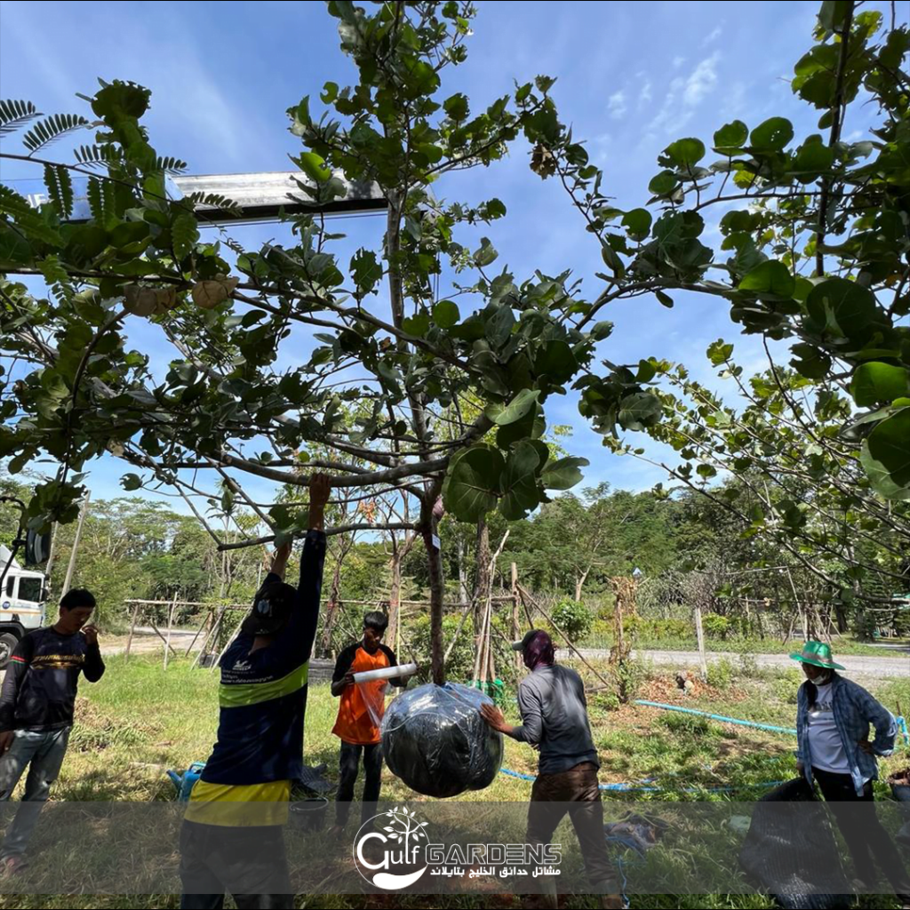 Coccoloba uvifera | Gulf Gardens