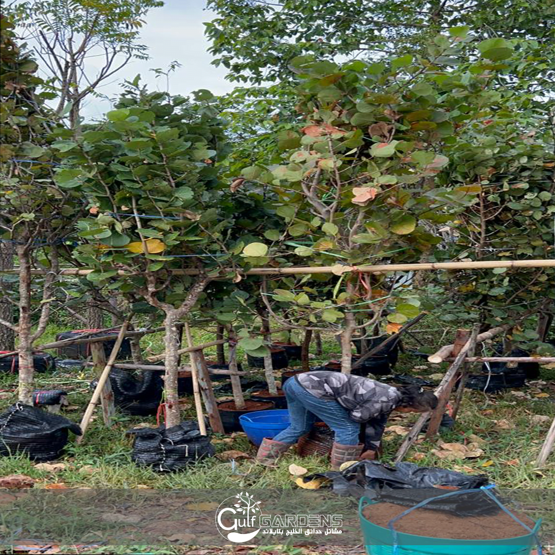 Coccoloba uvifera | Gulf Gardens