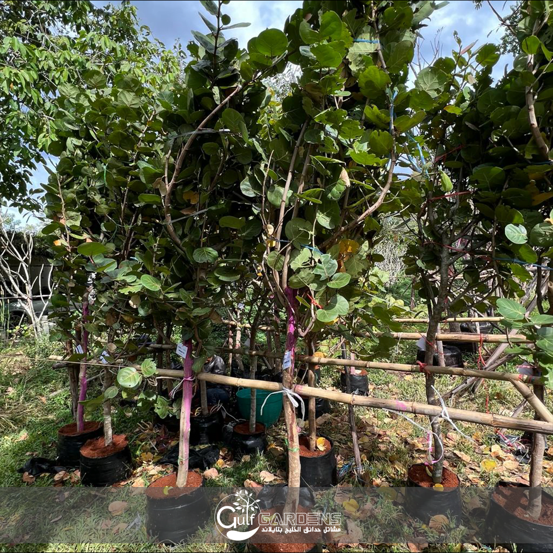 Coccoloba uvifera | Gulf Gardens