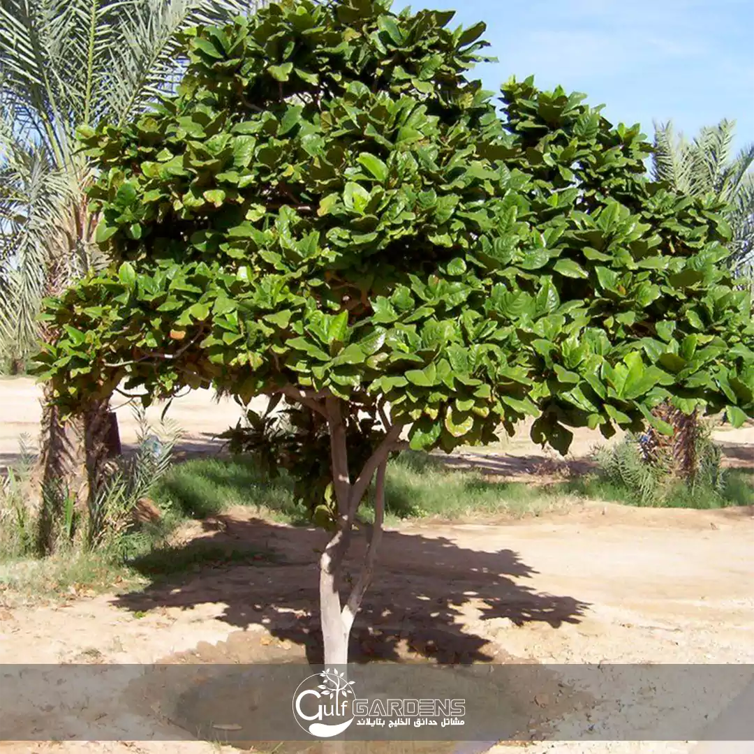 Terminalia catappa | Gulf Gardens