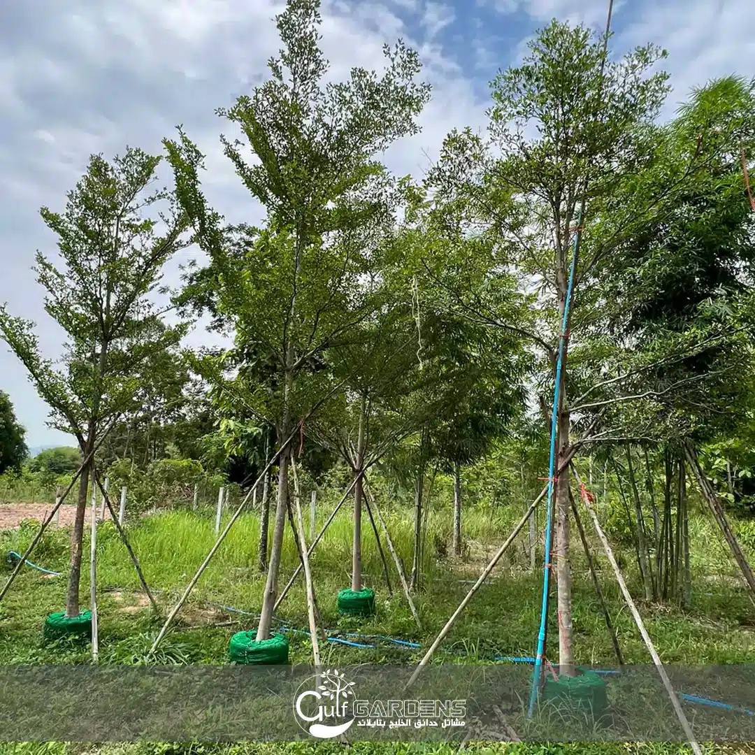 Terminalia mantaly - gulfgardens