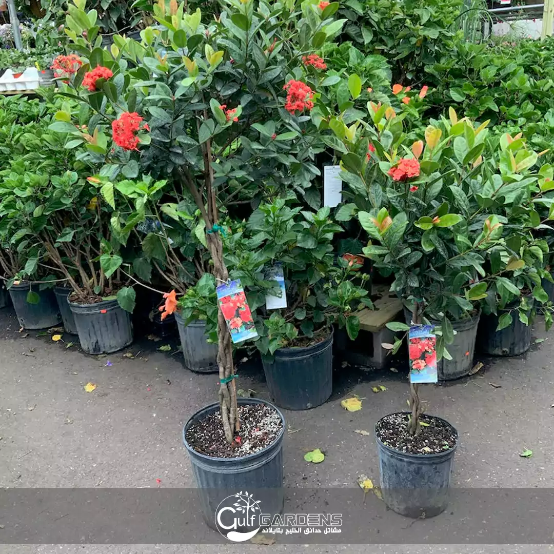 Ixora - gulfgardens
