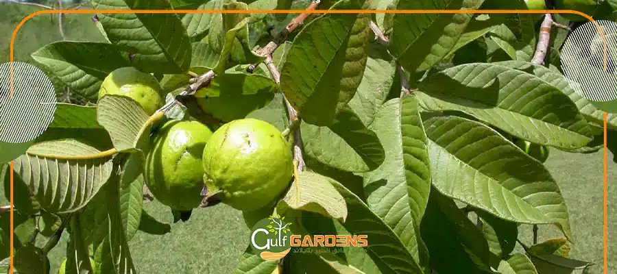 Thai Guava - gulfgardens