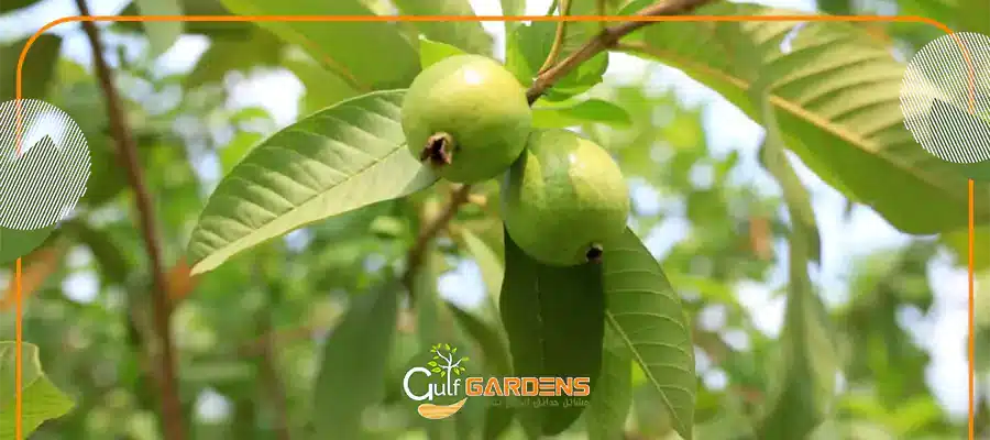 Thai Guava - gulfgardens